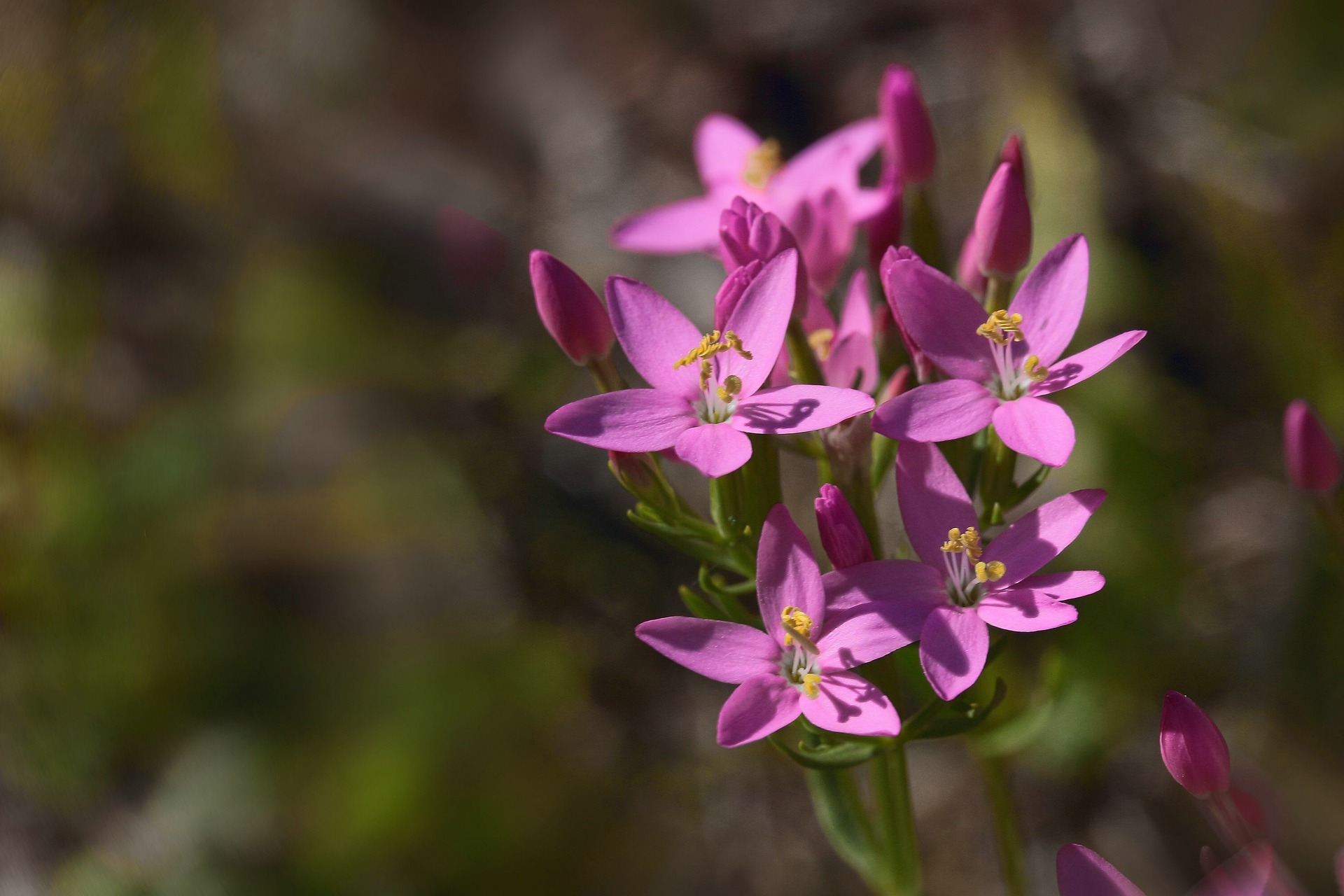 太陽を宿した植物たち - なちゅろぱすラボ